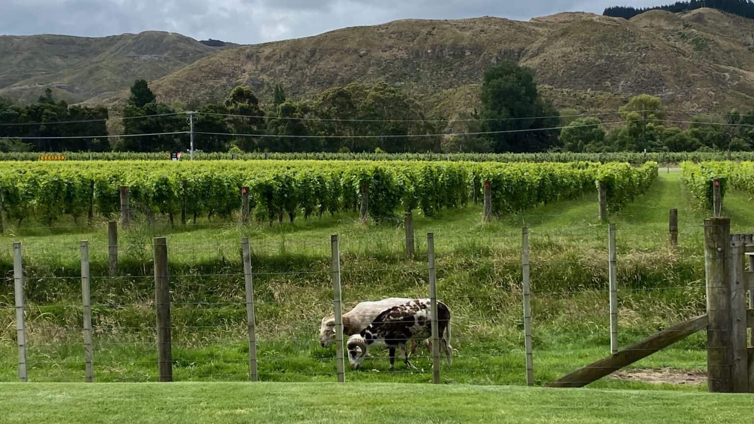 Is New Zealand Safe to Visit? 10 Reasons Why We Think It Is