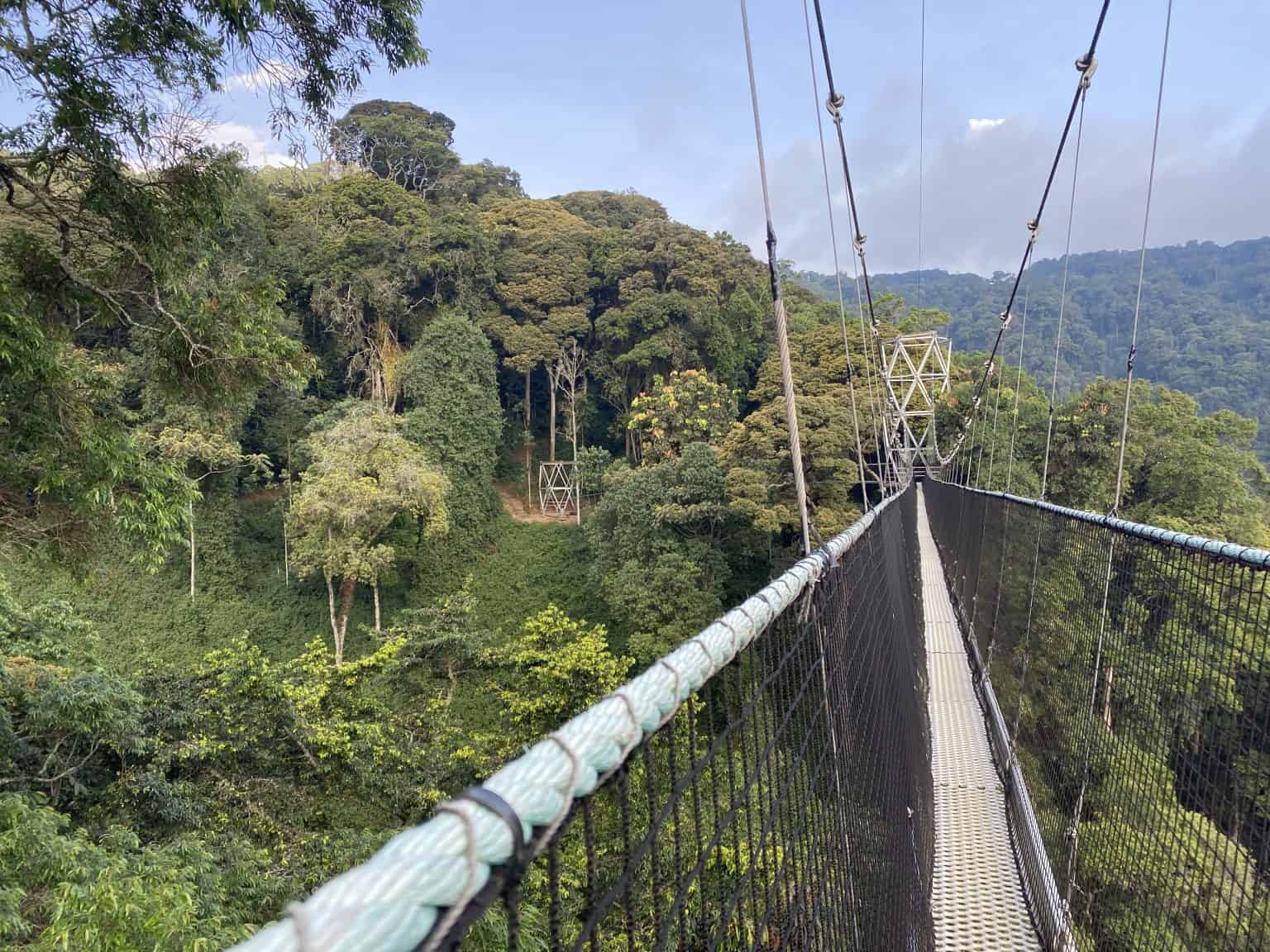 Nyungwe Canopy Walk: What To Expect In 2026