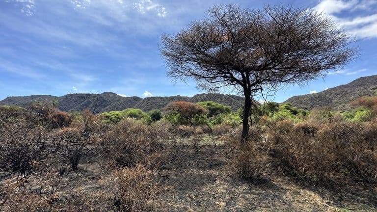 Manyara National Park - A Park With A View