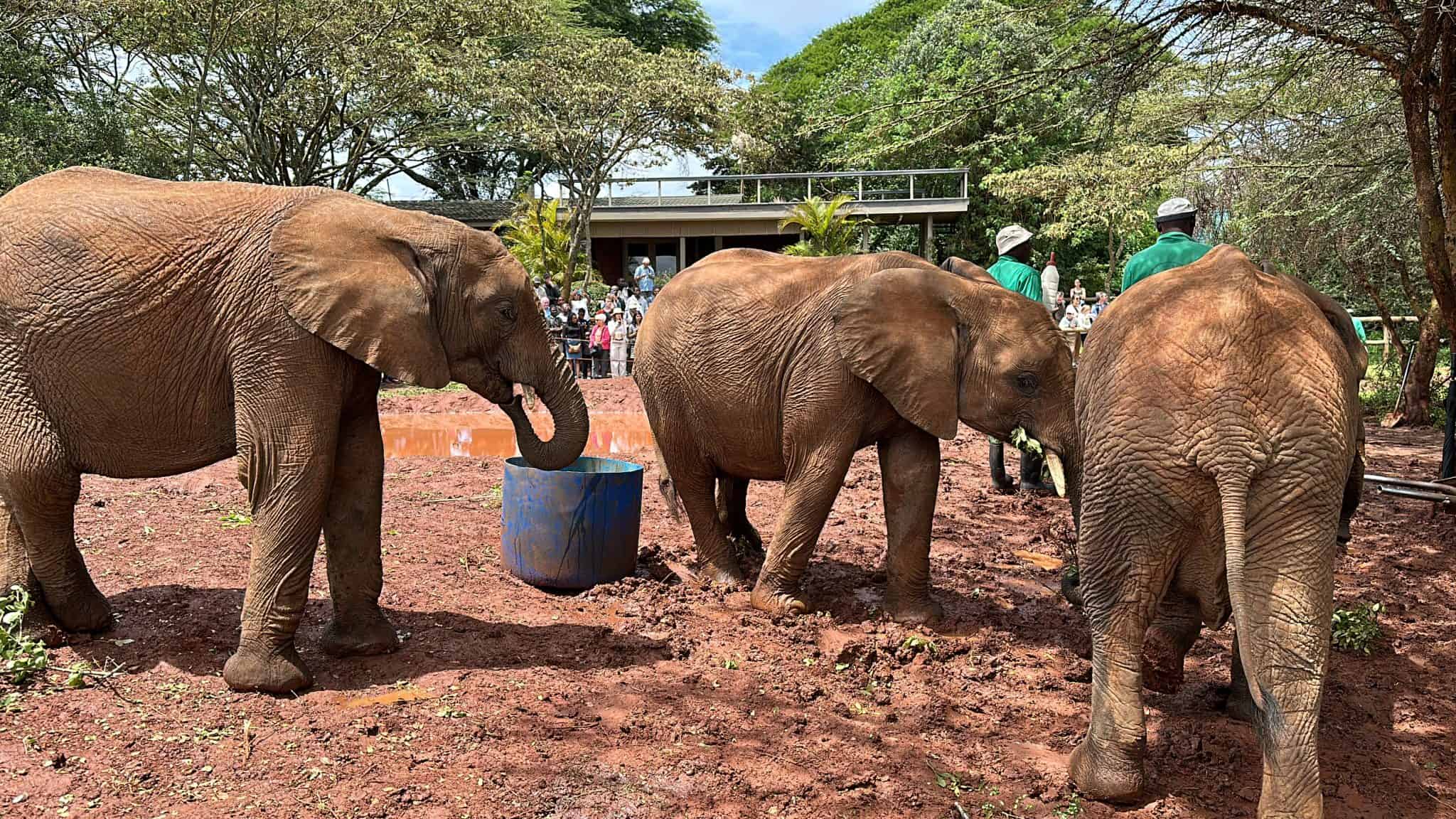 Elephant Orphanage Nairobi - What You Can Expect When Visiting