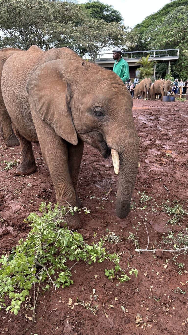 Elephant Orphanage Nairobi - What You Can Expect When Visiting