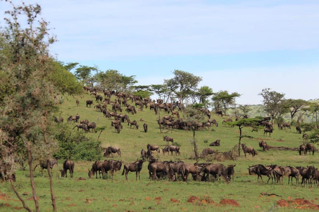 Best Time To Visit Serengeti and What You Can Expect