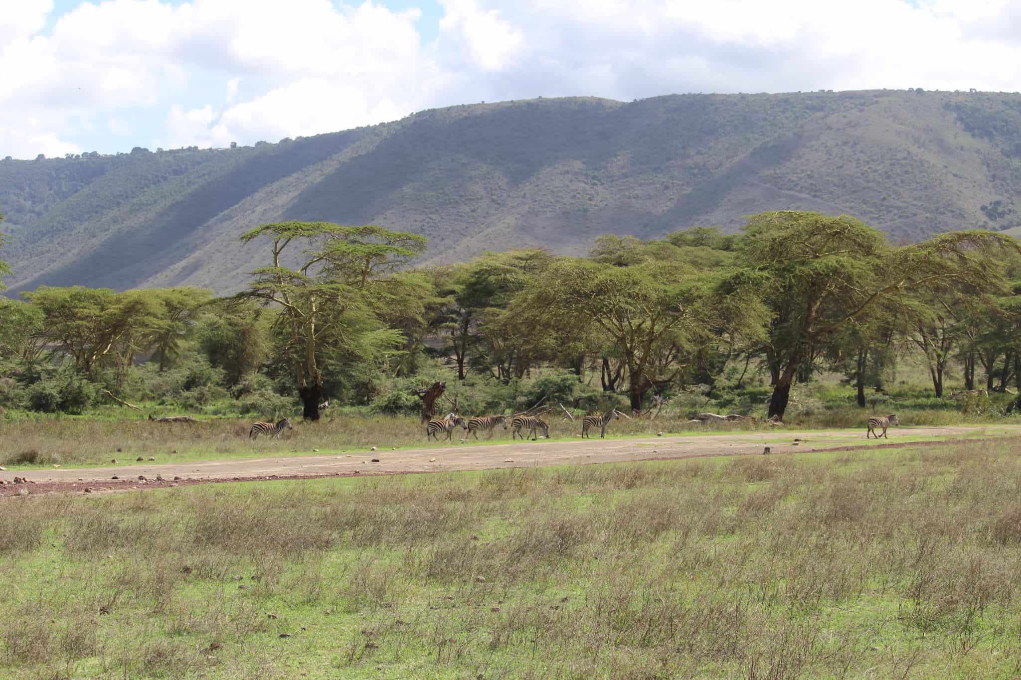 Animals In Ngorongoro Crater And What Awesome Sights You Can Expect To See
