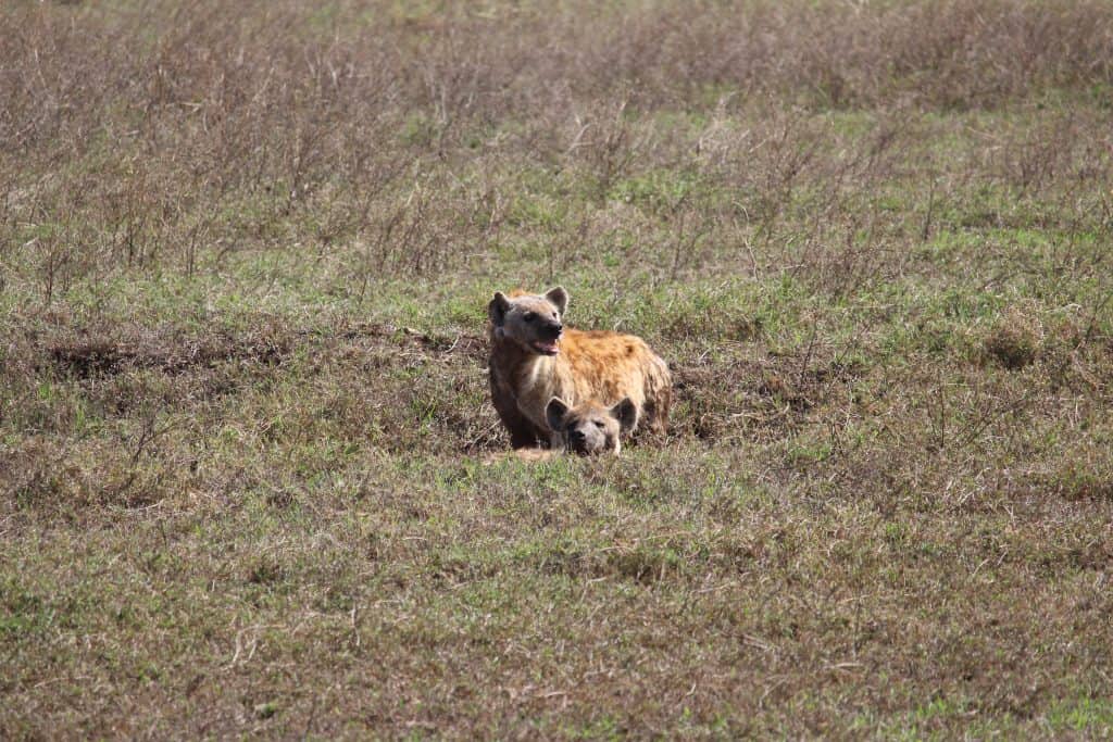 Animals In Ngorongoro Crater And What Awesome Sights You Can Expect To See