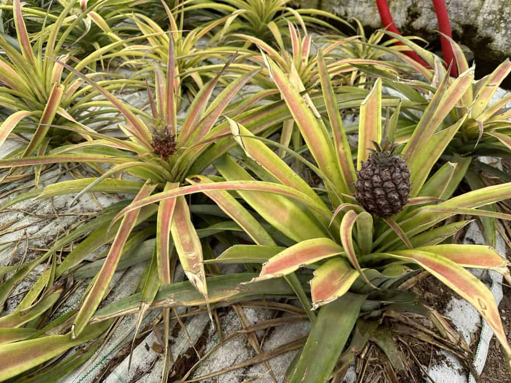 The Ultimate São Miguel Travel Guide In The Azores