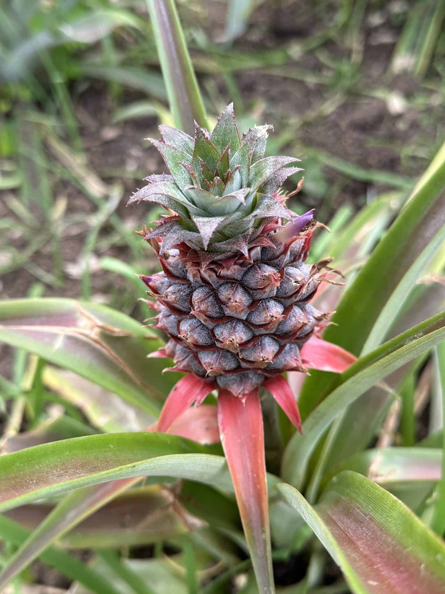 Exploring Pineapple Plantations in Sao Miguel Azores: The Ultimate Guide