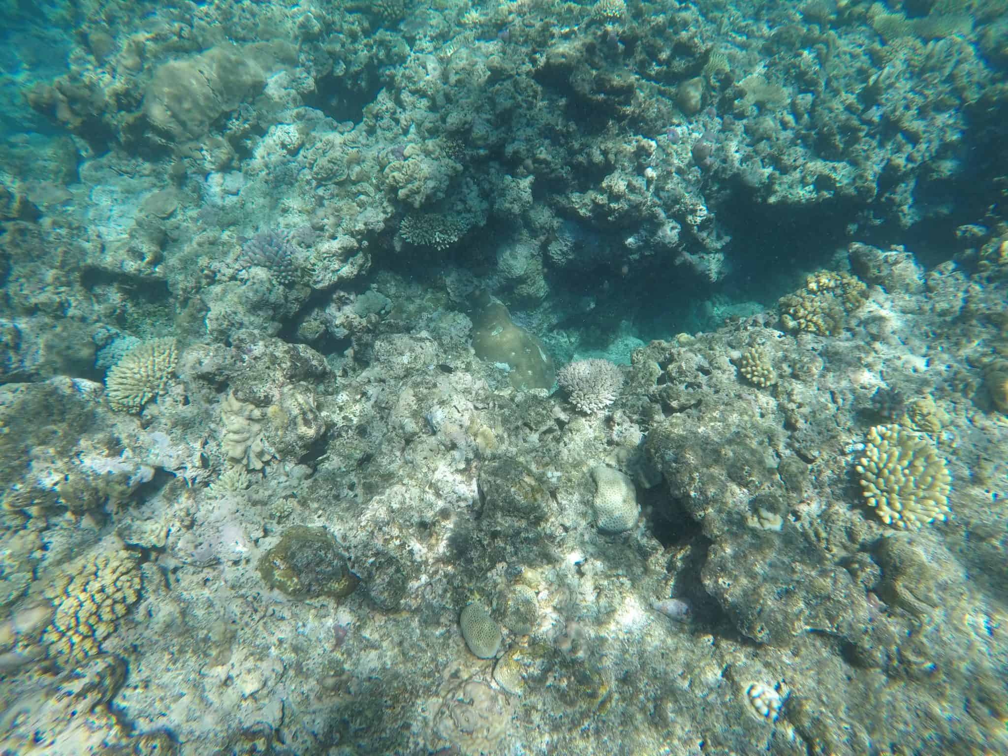 Travel Guide For Hamilton Island: Explore Whitsundays And Great Barrier ...